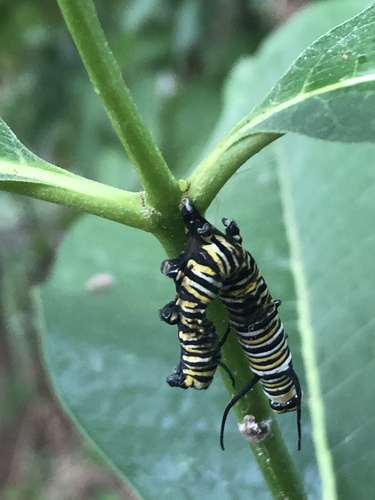 NPV (Nuclear polyhedrosis virus) · iNaturalist