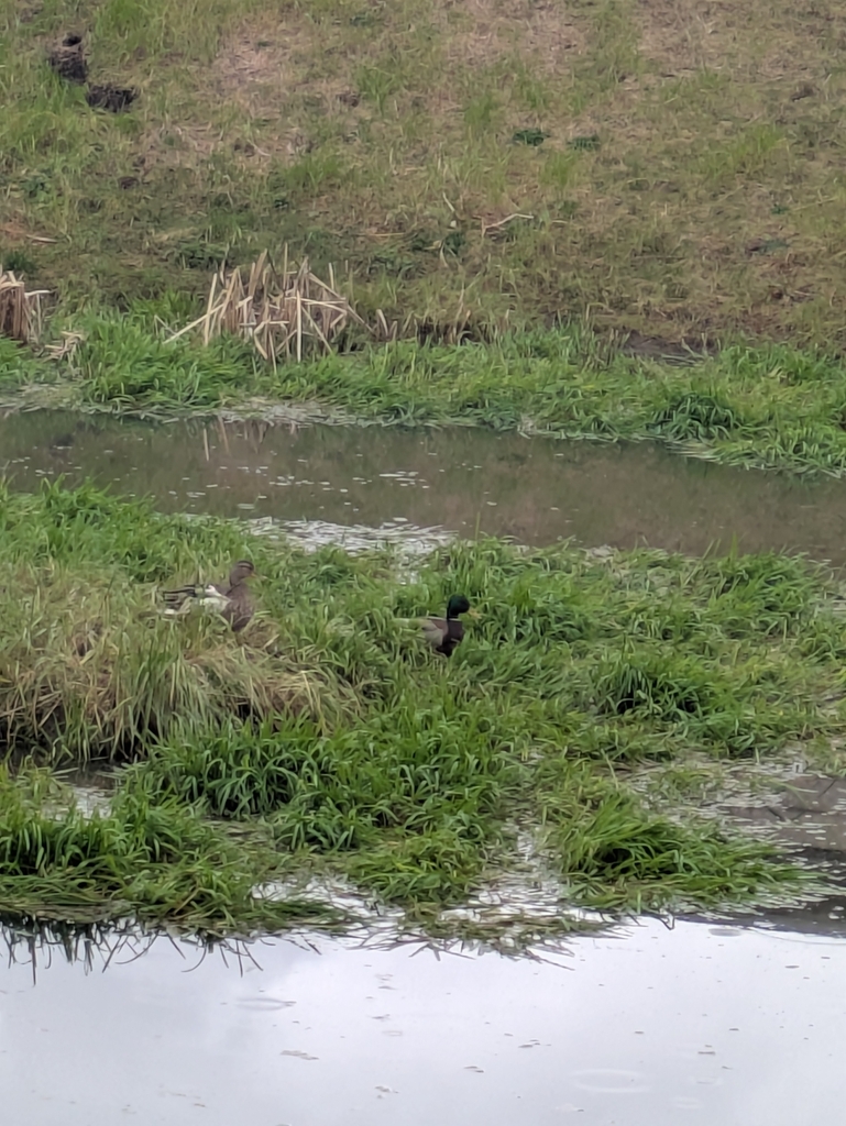 Mallard from Mt Vista, WA, USA on March 02, 2025 at 01:21 PM by Sam ...