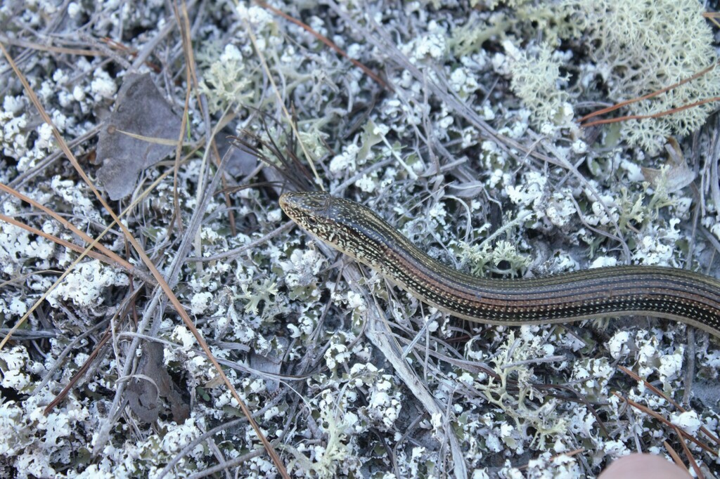 Eastern Glass Lizard from Gulf County, FL, USA on February 25, 2018 at ...