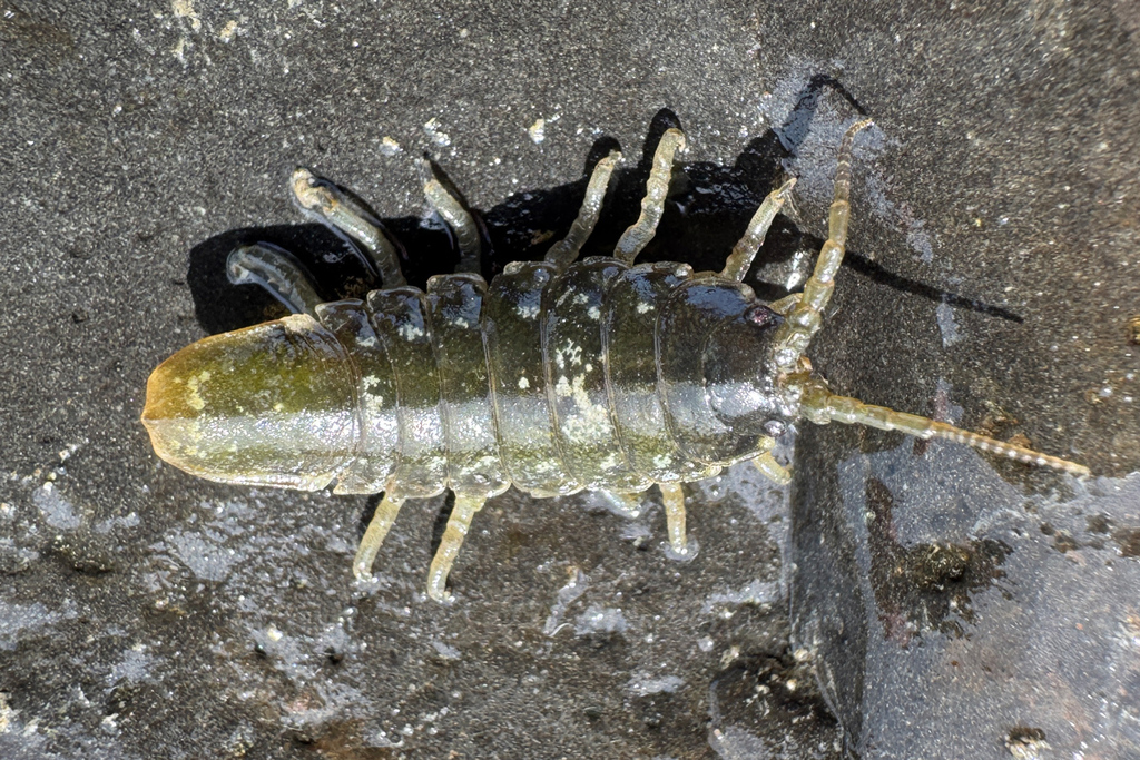 Rockweed isopod from Island County, WA, USA on March 5, 2025 at 07:23 ...