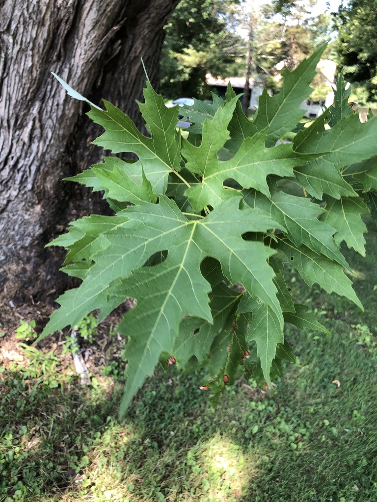 silver maple from 746–758 Route 199, Red Hook, NY, US on July 27, 2019 ...