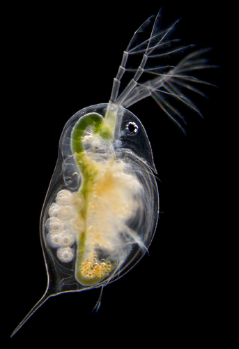 Daphnia longicephala · iNaturalist