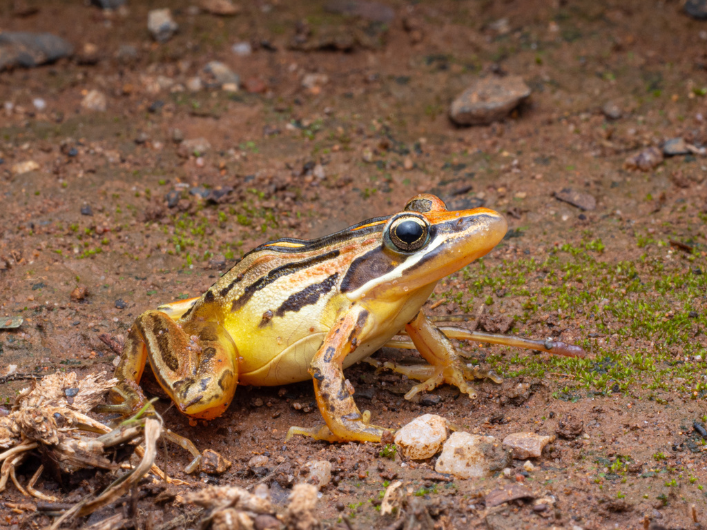 Striped Stream Frog from Boschkop Road, City Of Tshwane, Gauteng, ZA on ...