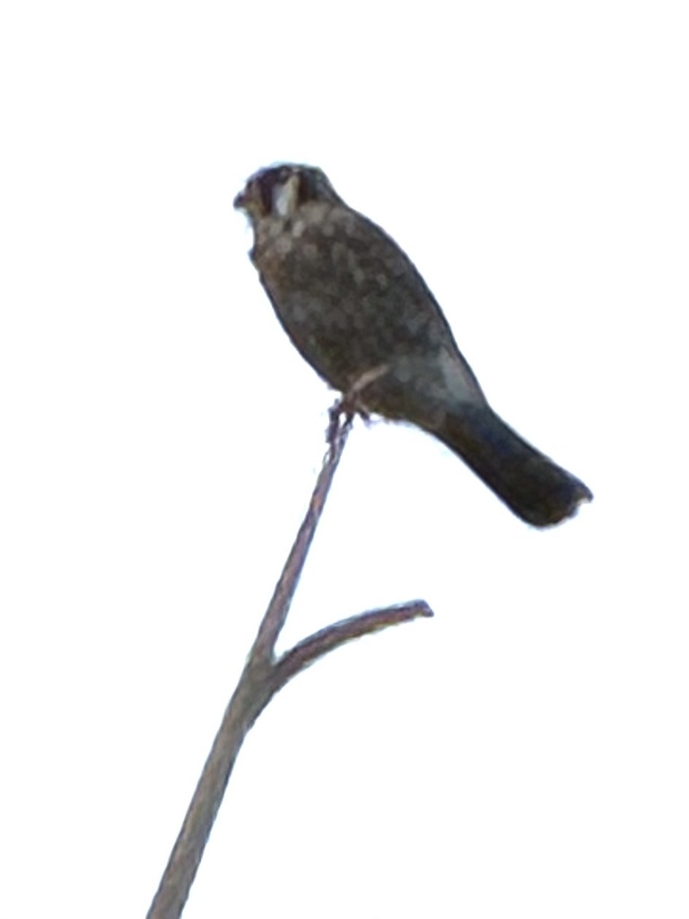 American Kestrel in March 2025 by Alex Romer · iNaturalist