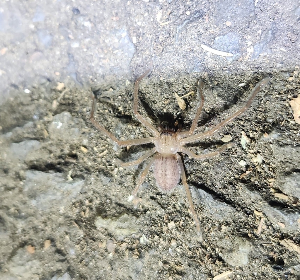 Ribbon Bark Huntsman from Sherbrooke VIC 3789, Australia on March 6 ...
