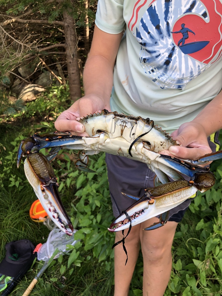 Atlantic Blue Crab from Goat Lake, Chester, NS, CA on August 1, 2021 at ...