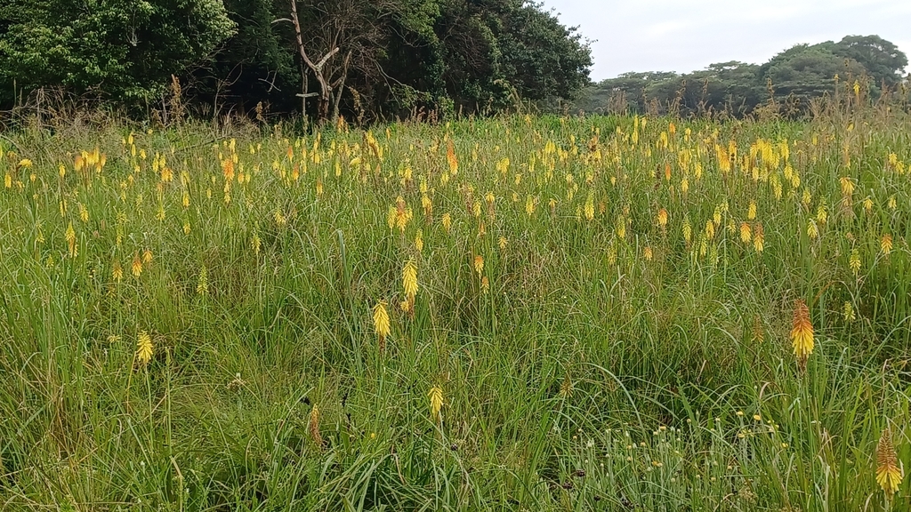 Graceful Poker from Umdoni Municipality, South Africa on March 6, 2025 ...