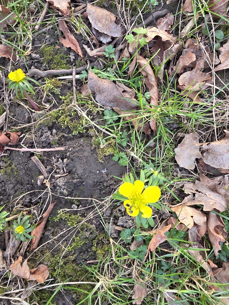 Winter Aconite from Annitsford Church Presbytery, Annitsford ...