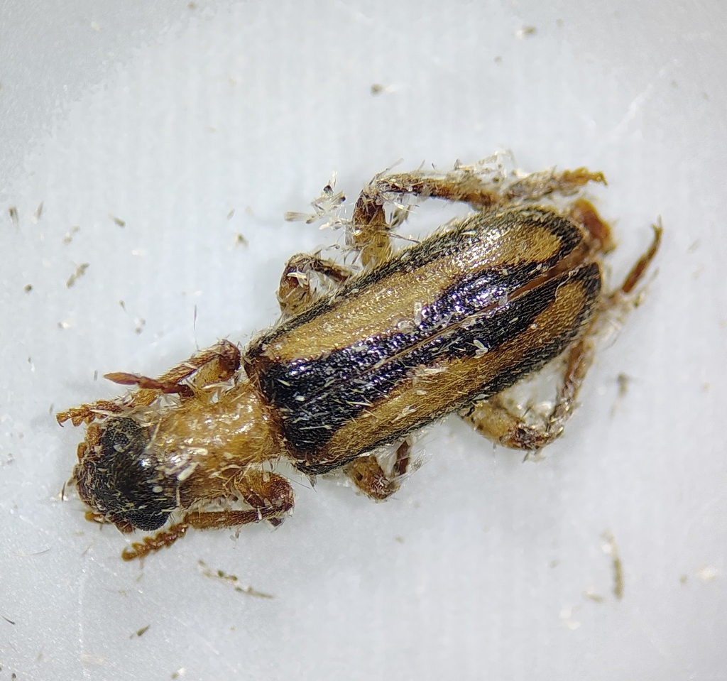 Cucujiform Beetles from Indio Mountains Research Station on May 3, 2024 ...