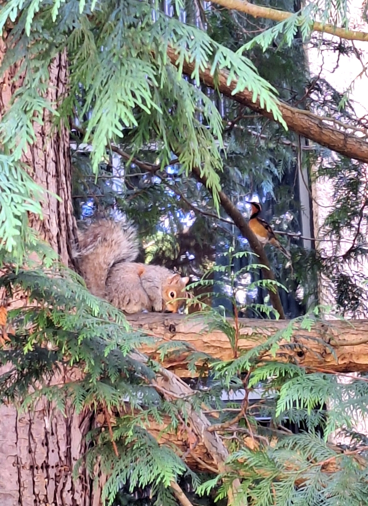 Varied Thrush from Hugh Stephen Hall Residence (RHS), Victoria, BC V8P ...