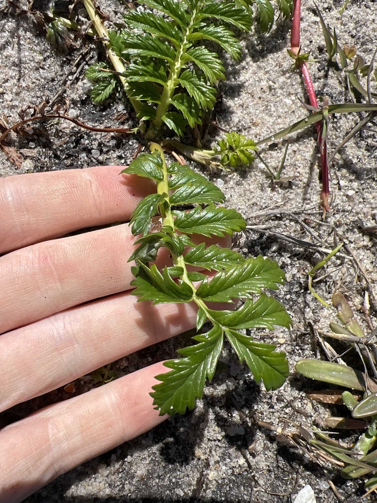 Pacific silverweed from Asilomar State Beach, Pacific Grove, CA, US on ...