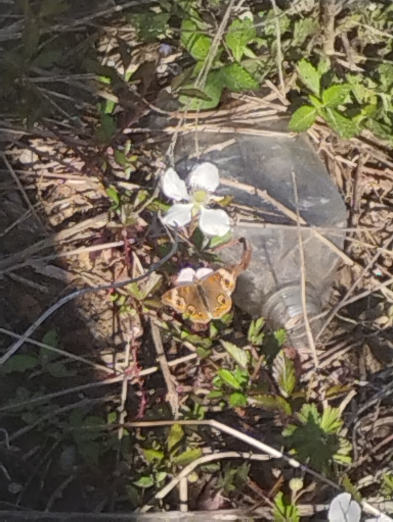 Common Buckeye from Sulphur, LA, USA on March 06, 2025 at 03:33 PM by ...