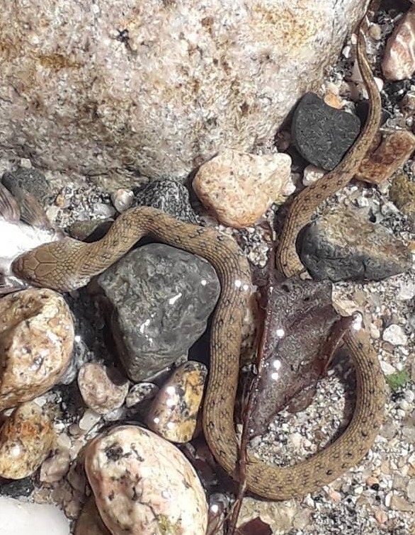 Colubrid Snakes from San Juan de Muyuna, Ecuador on March 1, 2025 at 03 ...