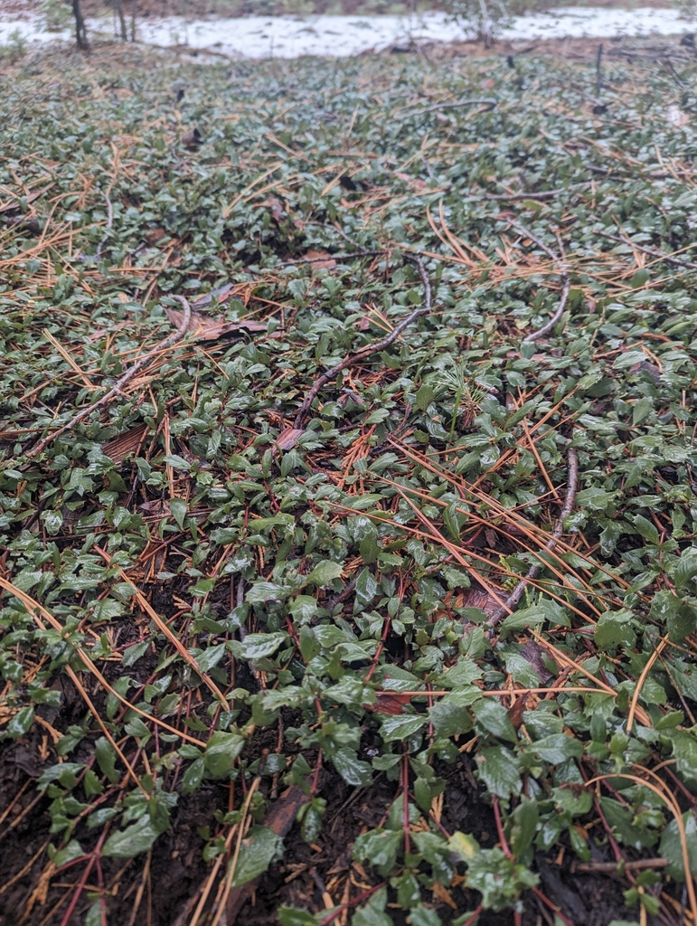 Mahala mat from Sierraville, CA 96126, USA on March 06, 2025 at 02:57 ...