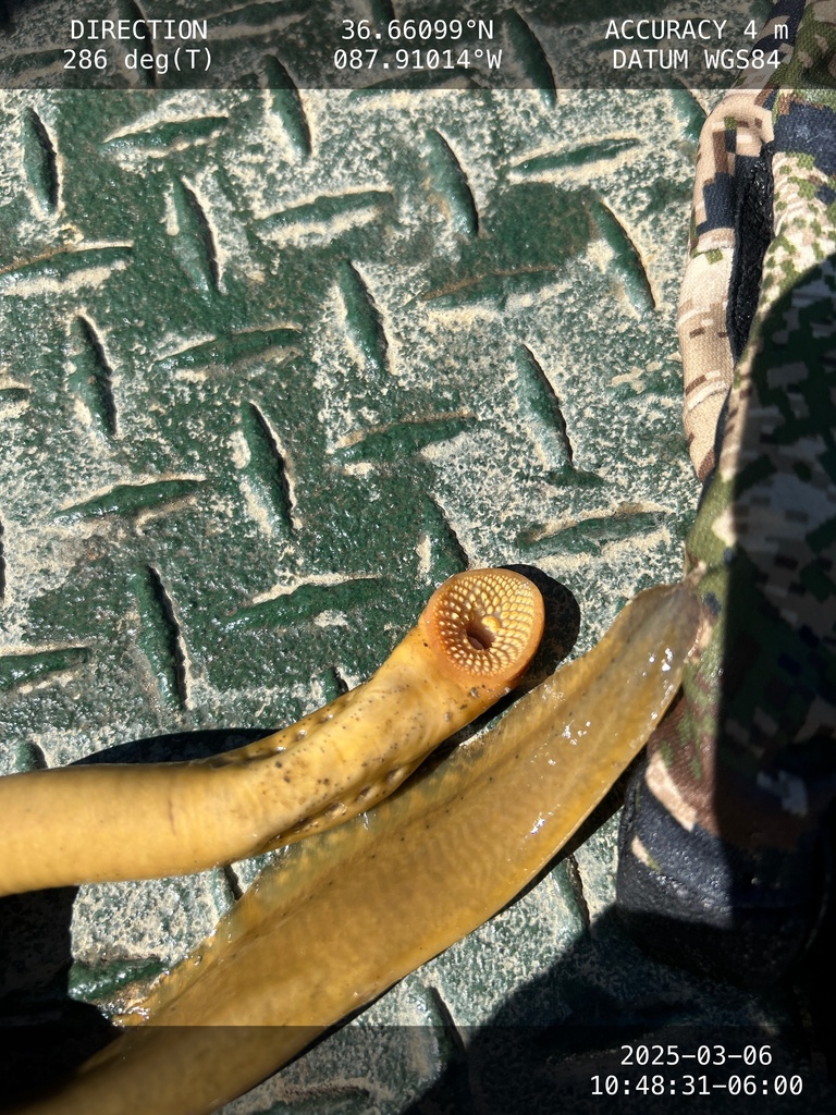 Silver Lamprey from Cumberland River, Dover, TN, US on March 6, 2025 at ...