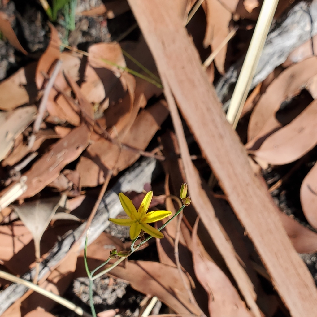 yellow rush-lily from The Gurdies VIC 3984, Australia on March 7, 2025 ...