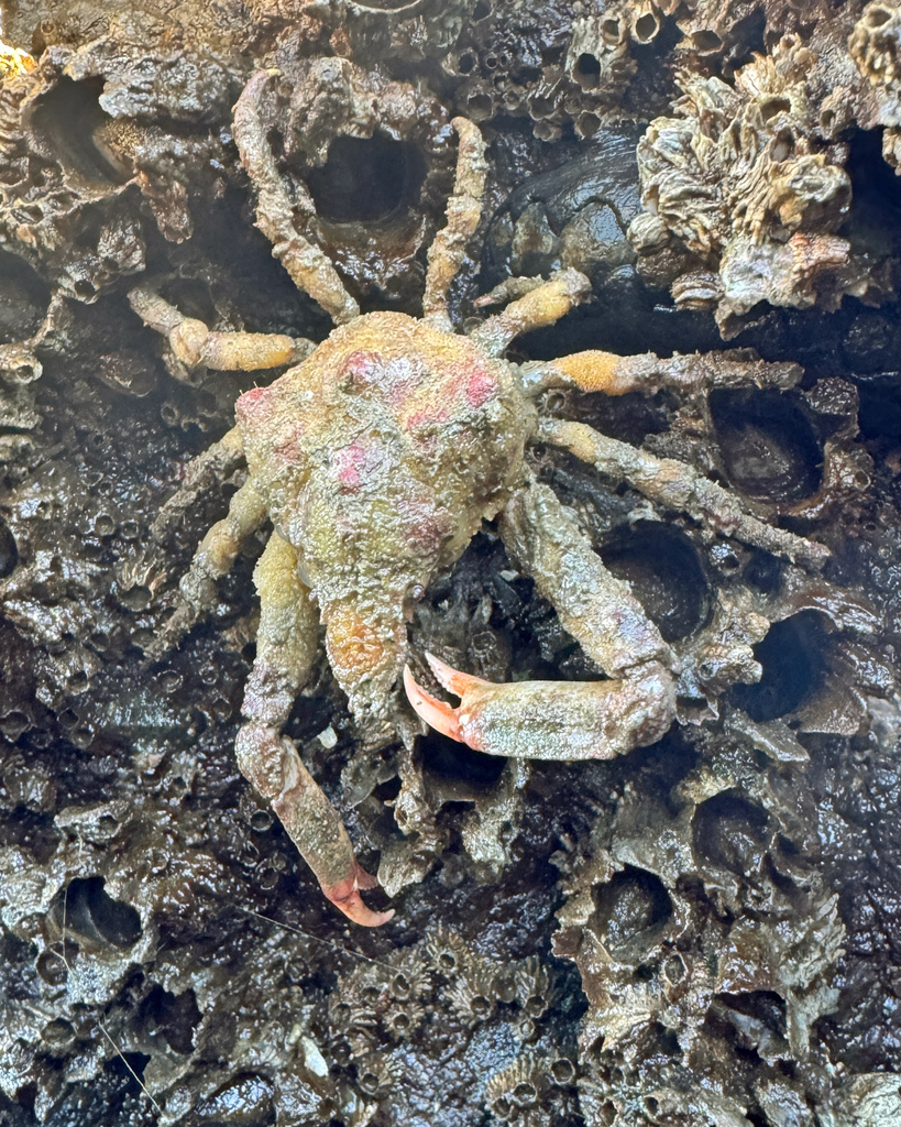 Sharpnose Crab from Island County, WA, USA on March 6, 2025 at 08:24 PM ...