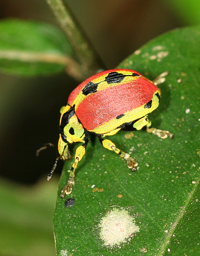 Genus Chloropholus · iNaturalist