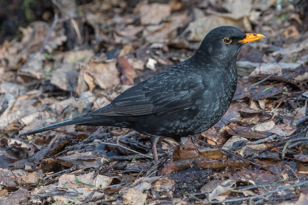 Eurasian Blackbird from Jar, Norway on March 5, 2025 at 02:11 PM by ...