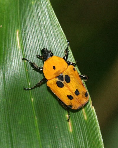 Genus Epixanthis · iNaturalist