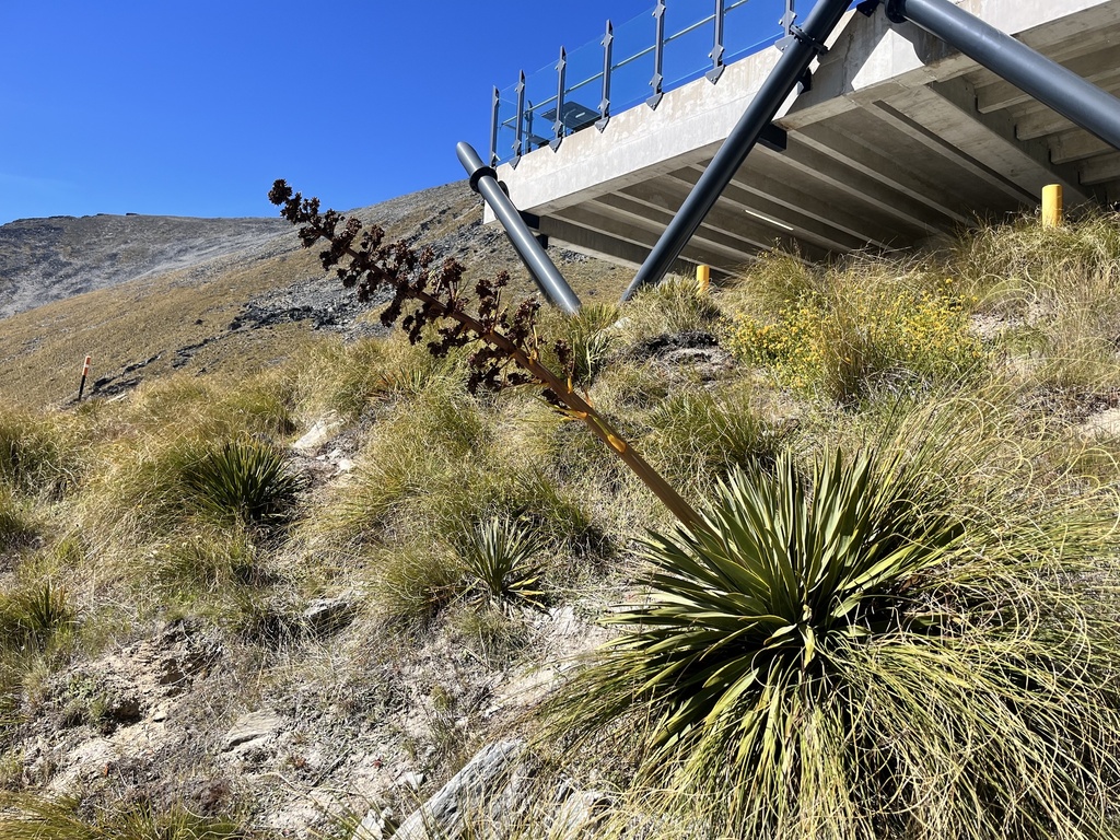 Spaniard grass from Rastus Burn Recreation Reserve, Queenstown, Otago ...