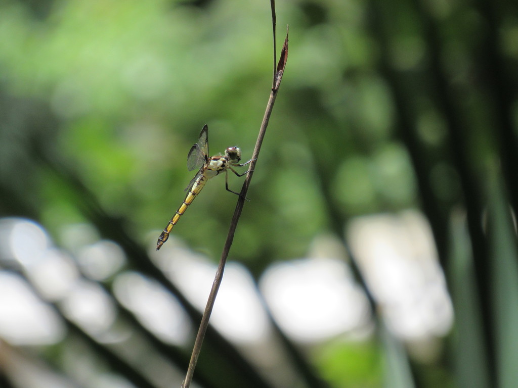 Libellula flavida desde Vermilion Parish, LA, USA el 06 de agosto de ...