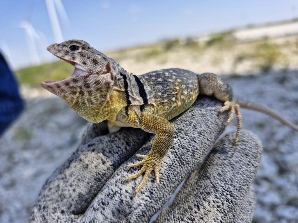Eastern Collared Lizard from 26312 Coah., México on October 2, 2024 at ...