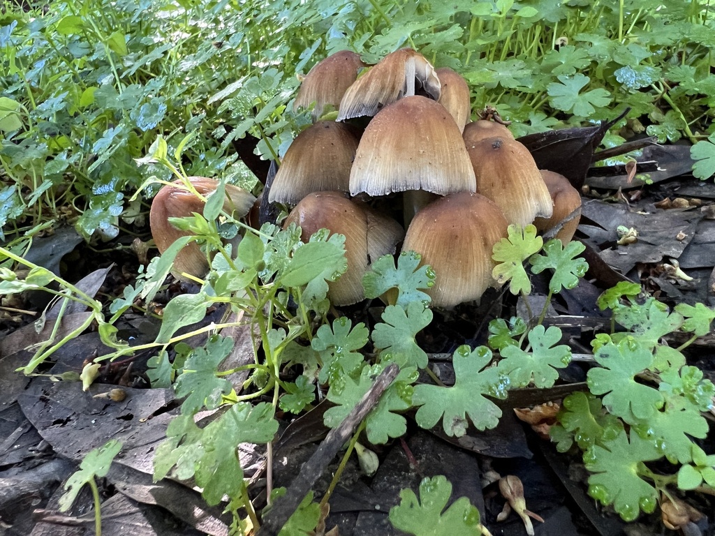Coprinellus from Windy Hill Preserve, Portola Valley, CA, US on March 7 ...