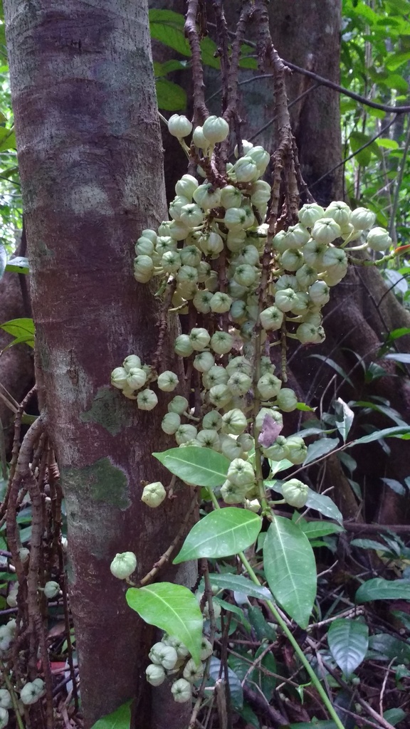 Hauili fig tree from Cape Tribulation QLD 4873, Austrália on June 27 ...