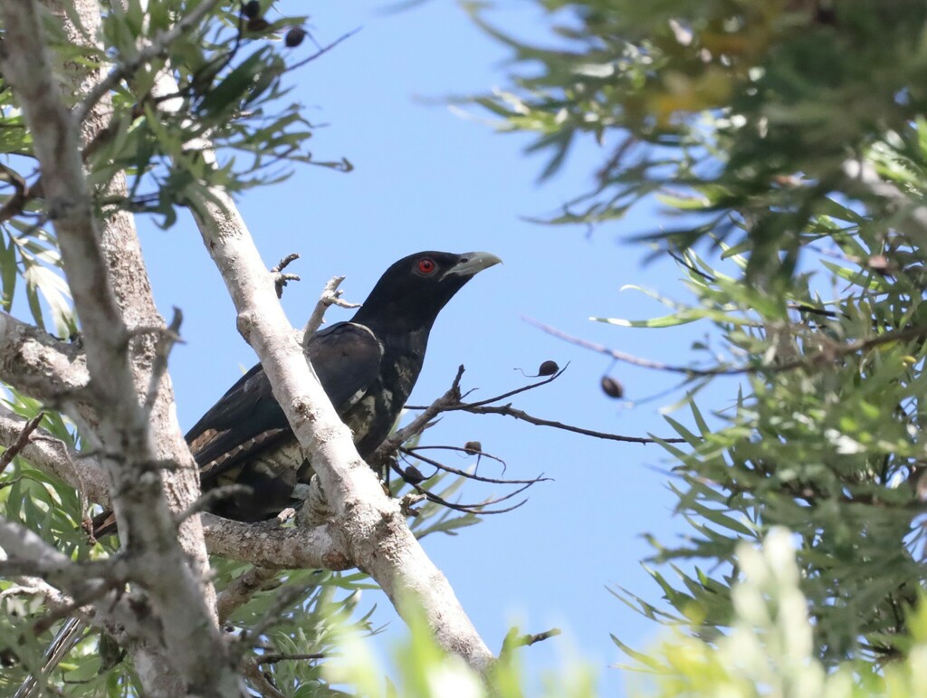 Eastern Australian Koel from Tallegalla QLD 4340, Australia on March 6 ...