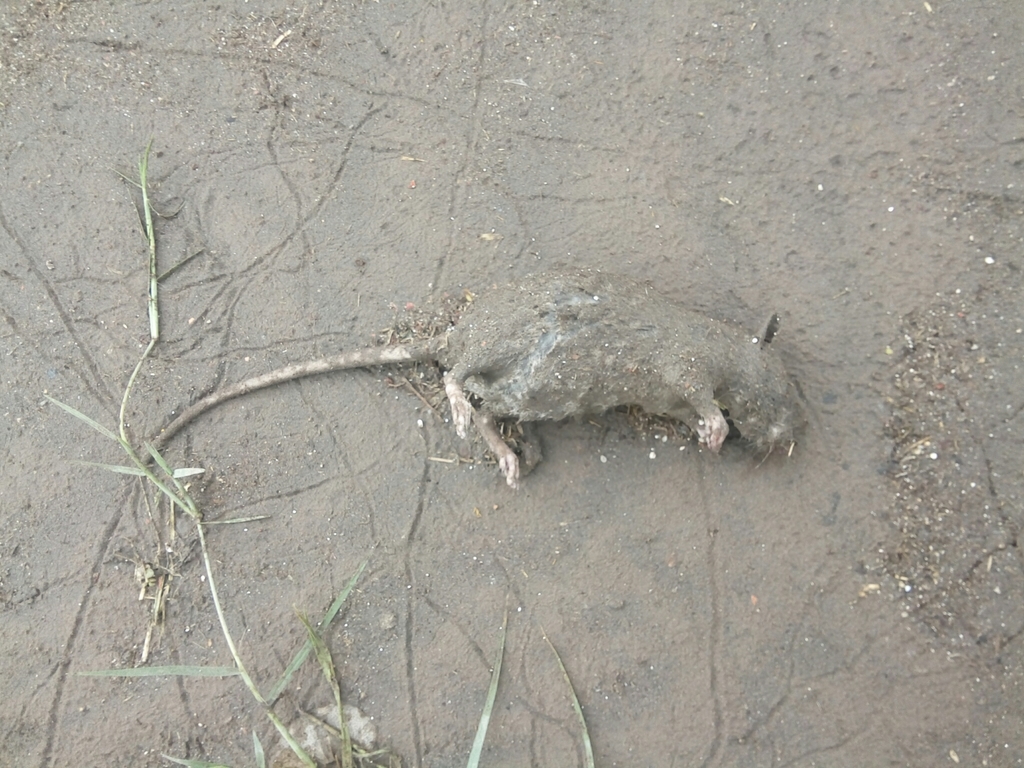 Brown Rat from Canteras de San José, Aguascalientes, Ags., México on ...