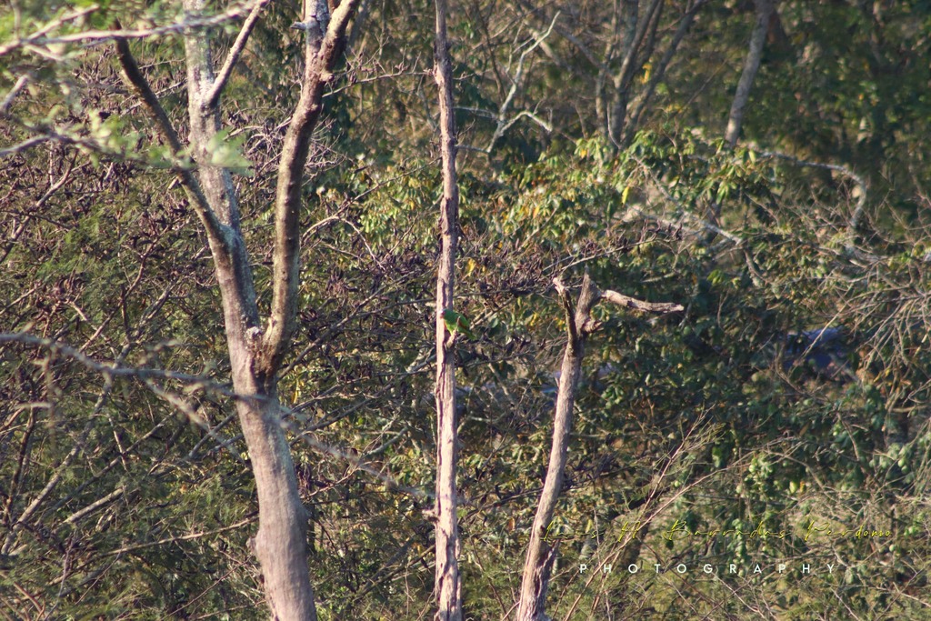 White-fronted Amazon in March 2025 by Big Birdy · iNaturalist