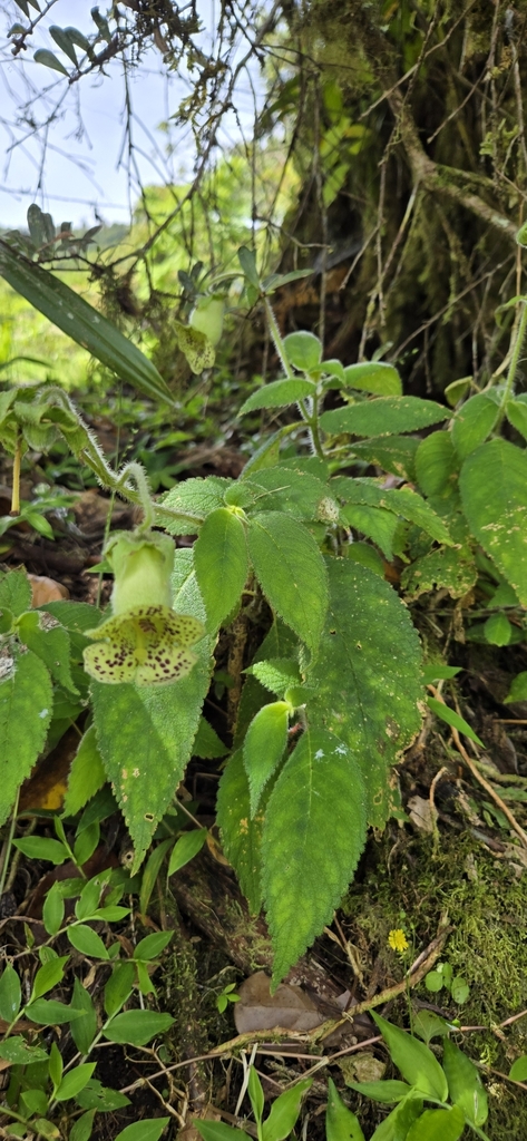 Kohleria tigridia from Tronadora, Provincia de Guanacaste, Tilarán ...