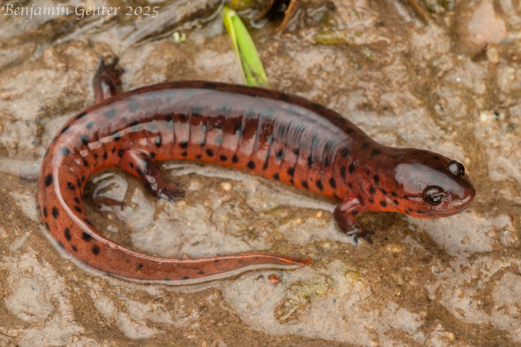 Mud Salamander in March 2025 by Benjamin Genter · iNaturalist