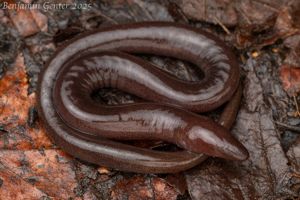 One-toed Amphiuma in January 2025 by Benjamin Genter · iNaturalist