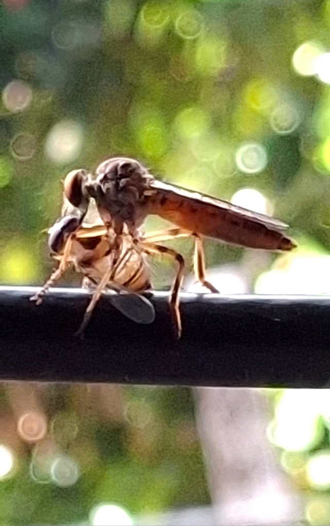 Robber Flies from Río Jiménez, Limón, Guácimo, Costa Rica by James AZ ...