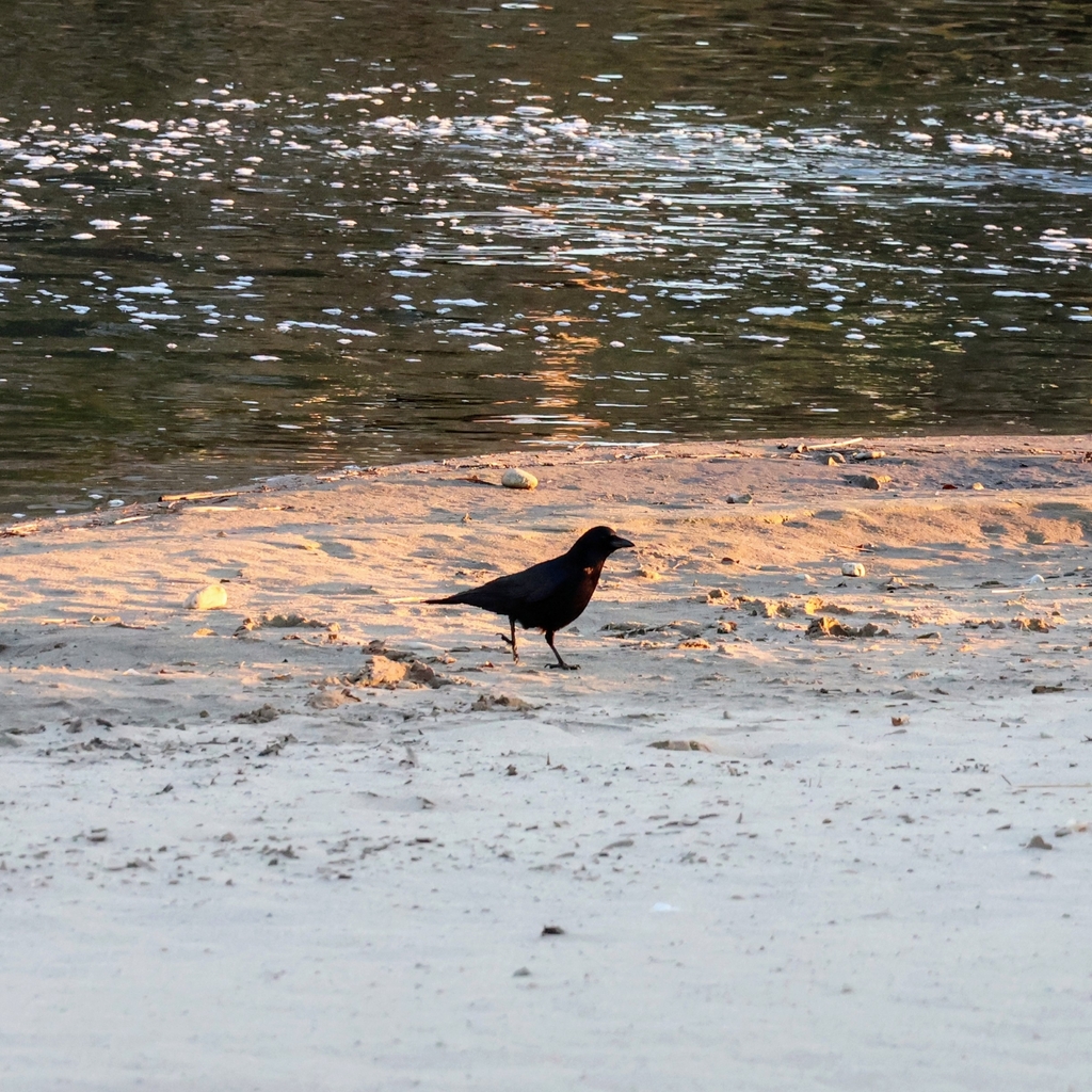 Carrion Crow from Sugoucho, Okazaki, Aichi 444-0035, Japan on March 7 ...
