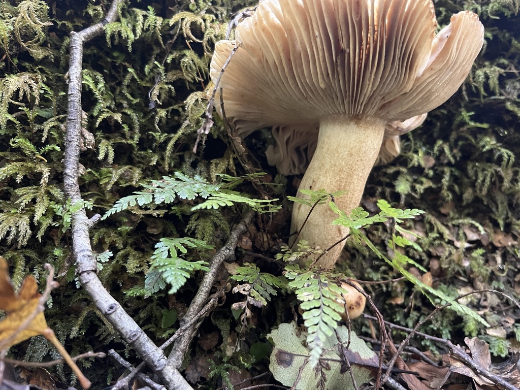 brittlegills from Fiordland National Park, Fiordland National Park ...