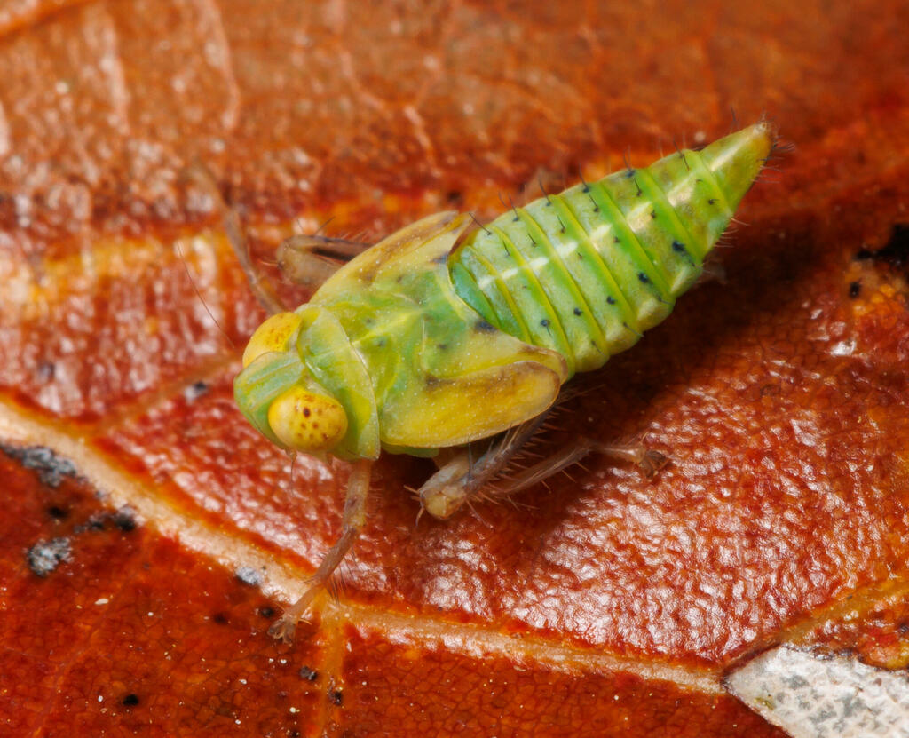 Jikradia from Seminole County, US-FL, US on March 7, 2025 at 04:12 PM ...