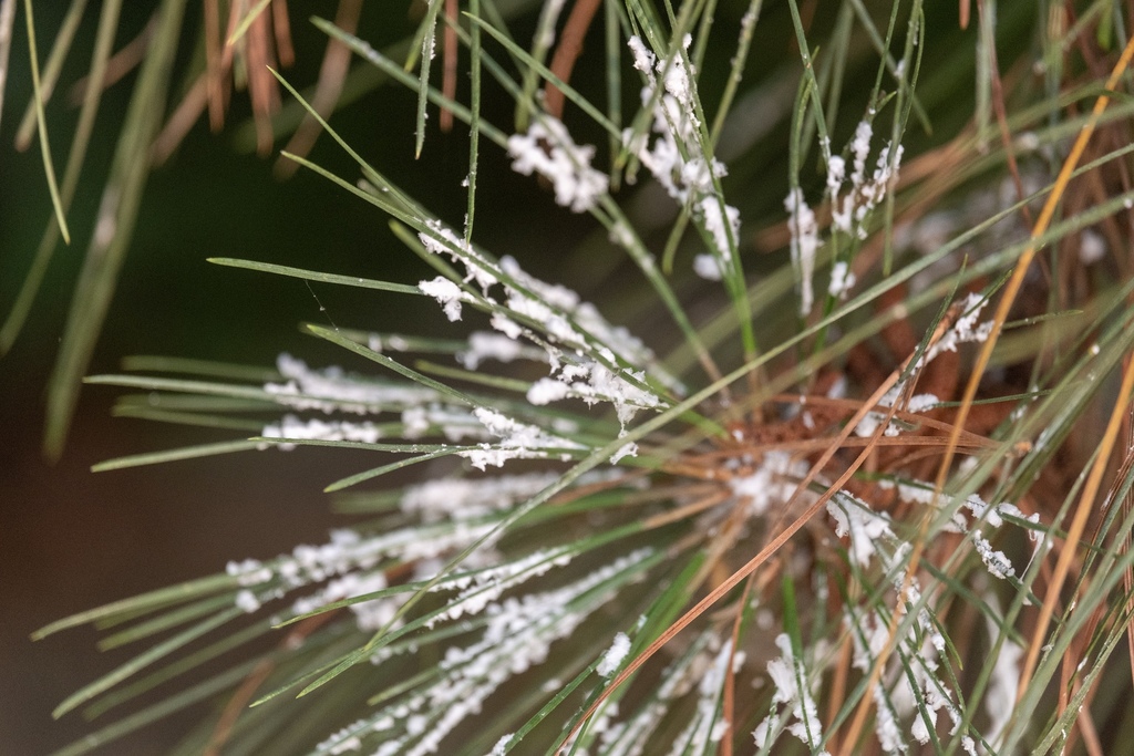 pine needle scale from 3720 Lake Wheeler Rd, Raleigh, NC, US on July 02 ...