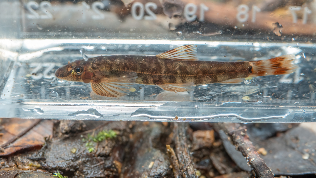 Broken-band Hillstream Loach from 中国广东省东莞市 on March 8, 2025 at 07:57 PM ...