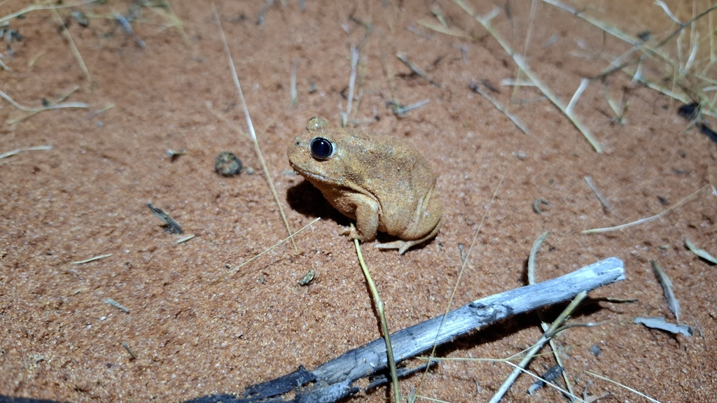 Desert Trilling Frog from Municipal Council of Roxby Downs, SA 5725 ...