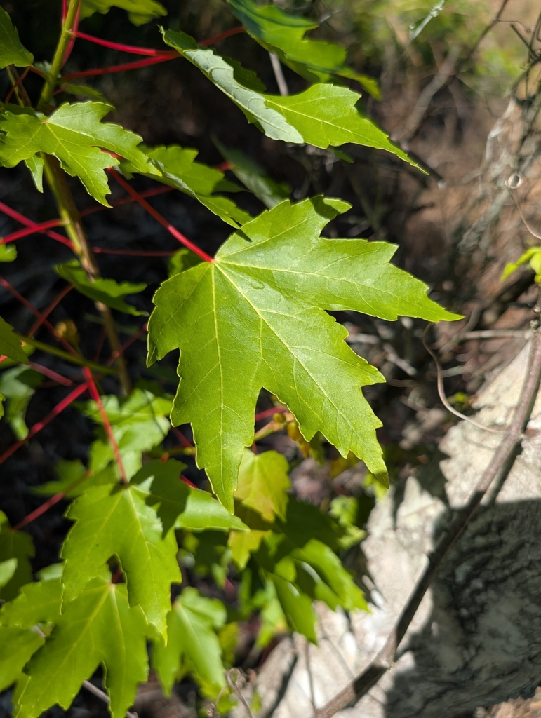 red maple from Lake Placid, FL 33852, USA on March 08, 2025 at 10:30 AM ...