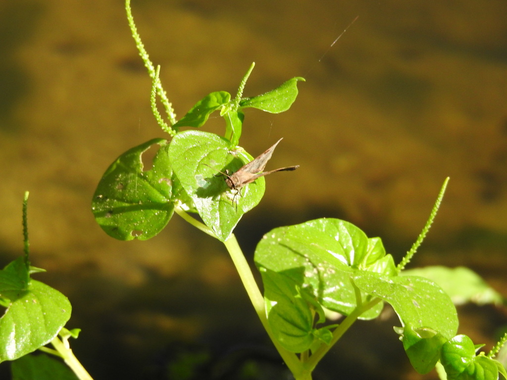 Common Spurwing from Jardín Botánico de Acapulco de Juárez, Gro ...