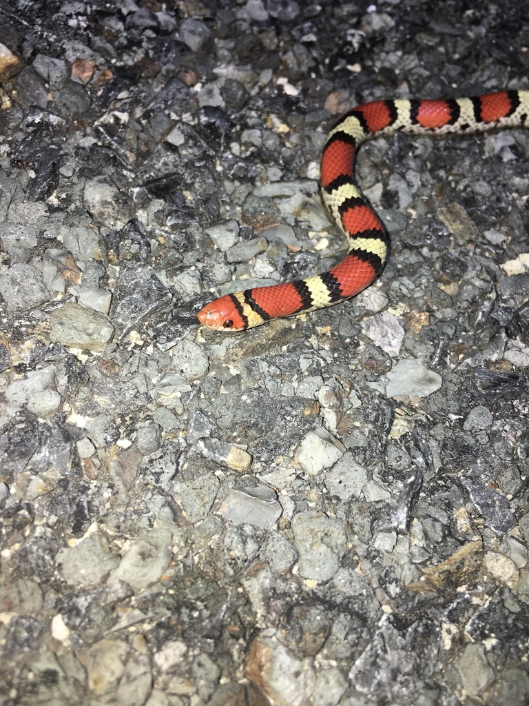Northern Scarletsnake in August 2019 by Greg Myers · iNaturalist