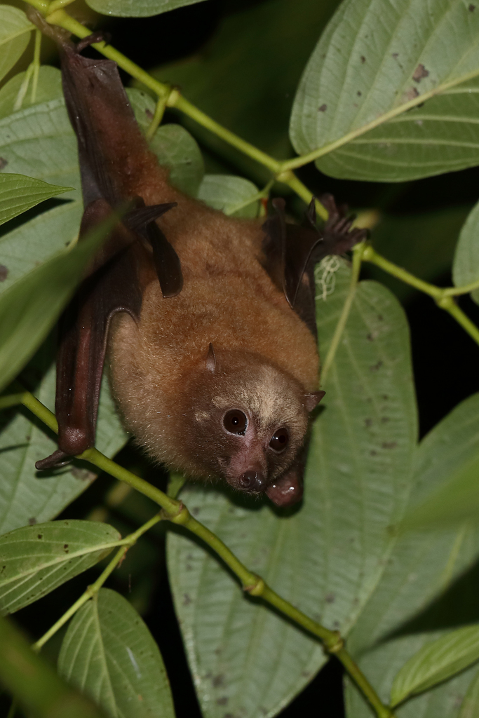 Temminck's Flying Fox in August 2019 by Carlos N. G. Bocos · iNaturalist