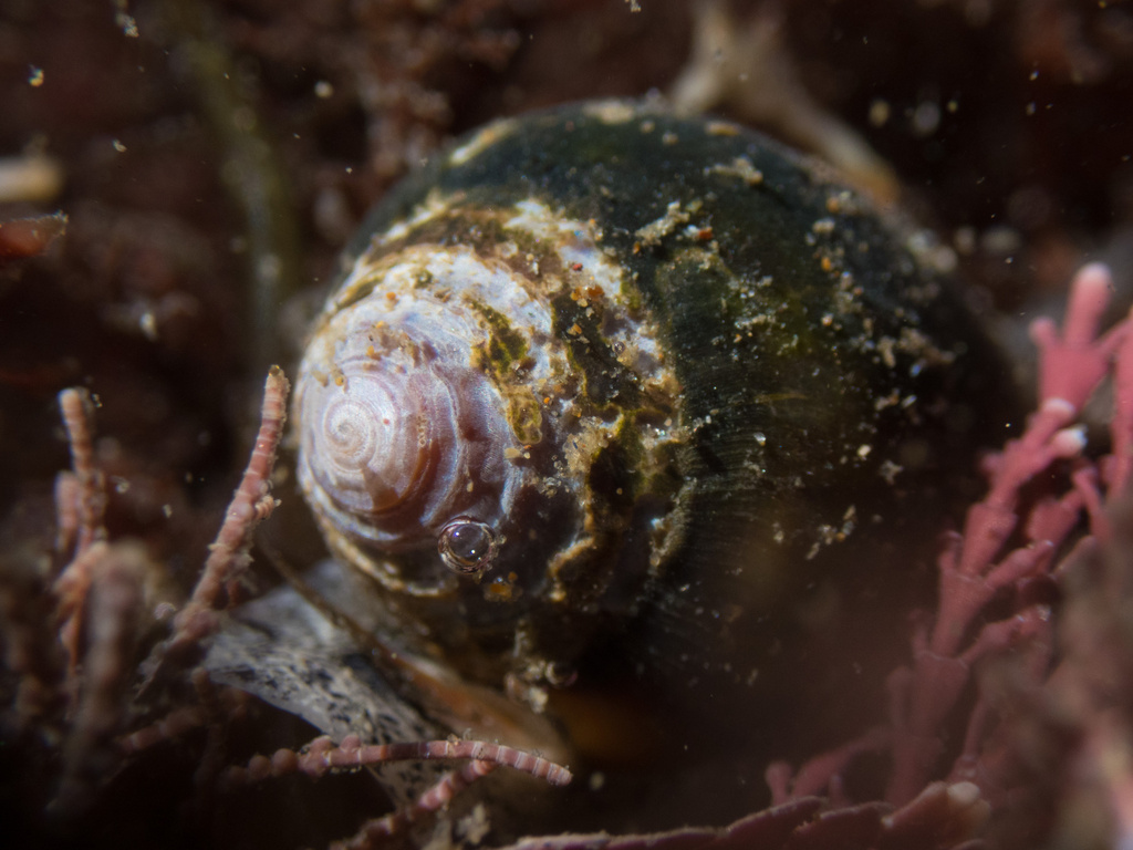 California Cone from San Pedro Channel, CA, US on March 8, 2025 at 11: ...