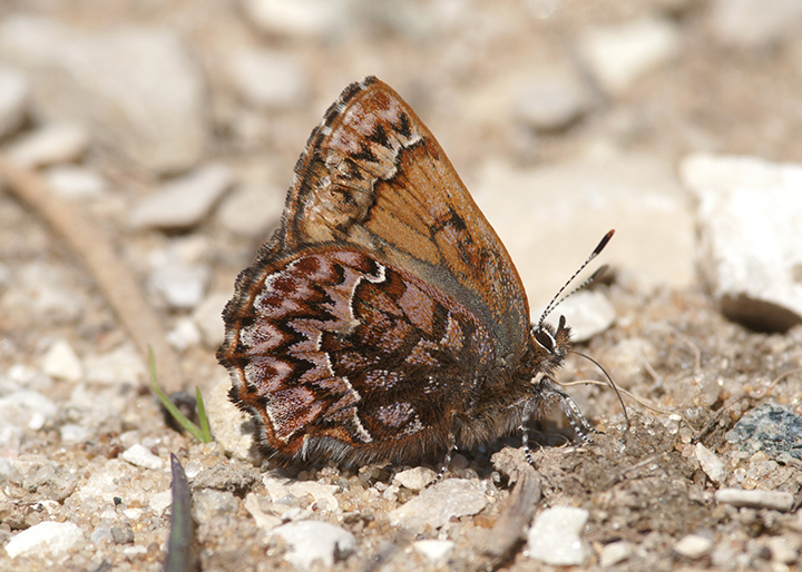 Western Pine Elfin from Chippewa County, MI, USA on May 27, 2013 at 11: ...