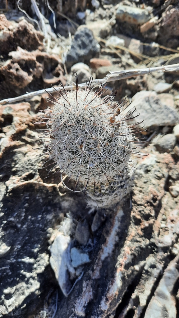 Graham's nipple cactus from Las Lomas, Hermosillo, Son., México on ...