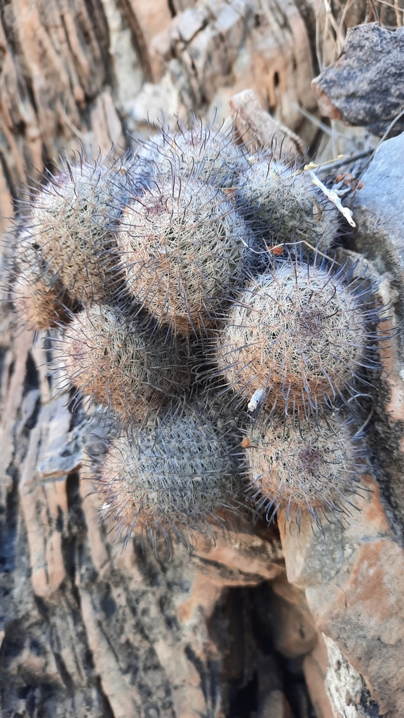 Graham's nipple cactus from Las Lomas, Hermosillo, Son., México on ...